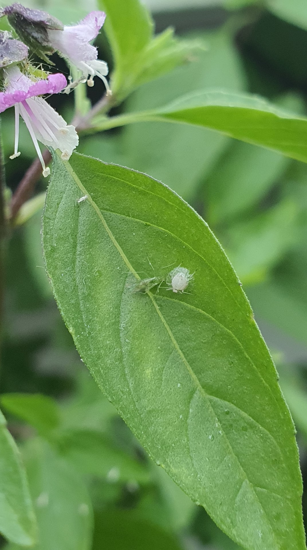 The Mummy – Robin Heinen