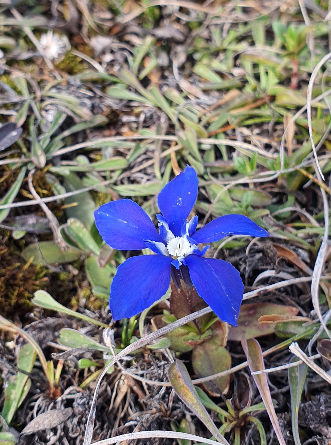 Botanist paradise – Robin Heinen