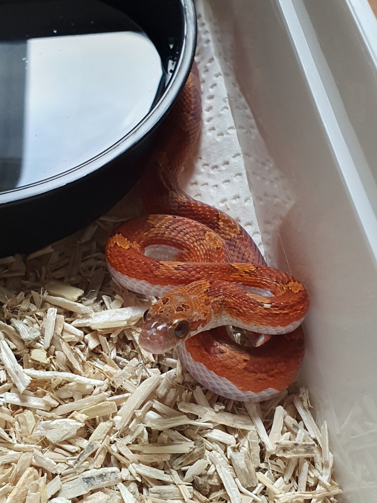 Celebrating ‘absolutely nothing’ in style – Robin Heinen