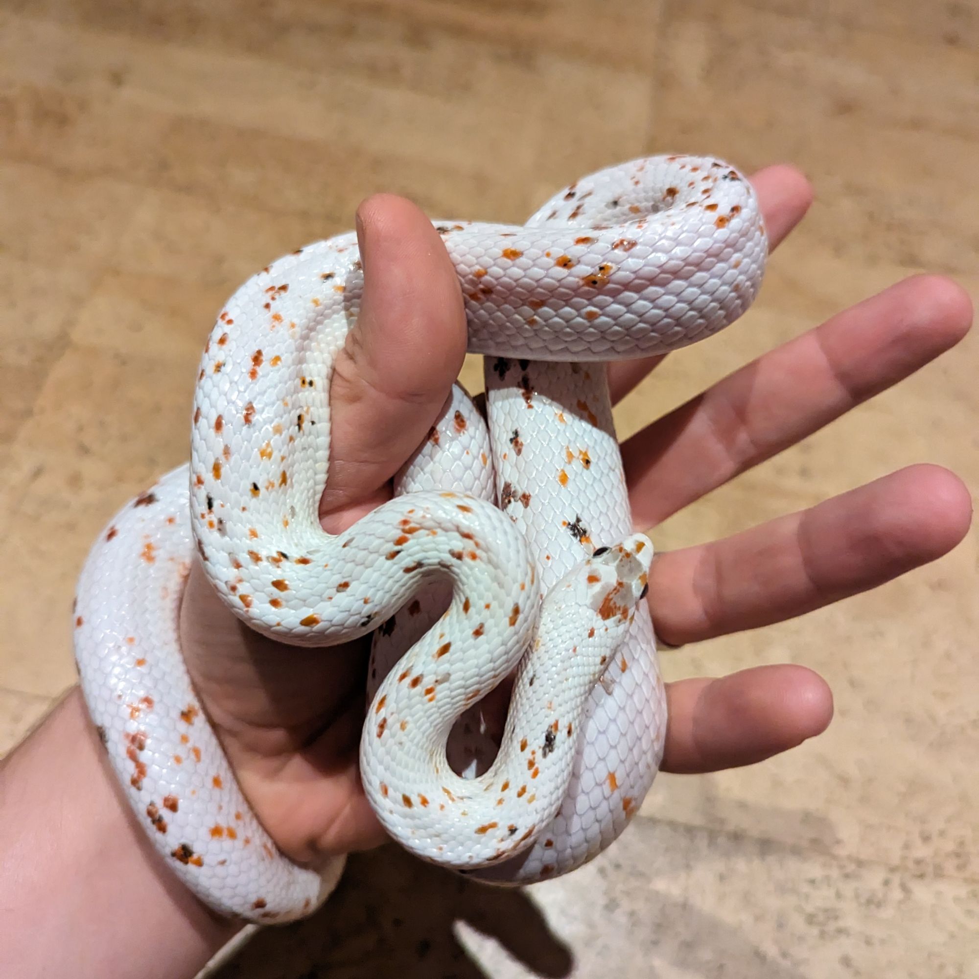 Breeding season’s early this year – Robin Heinen