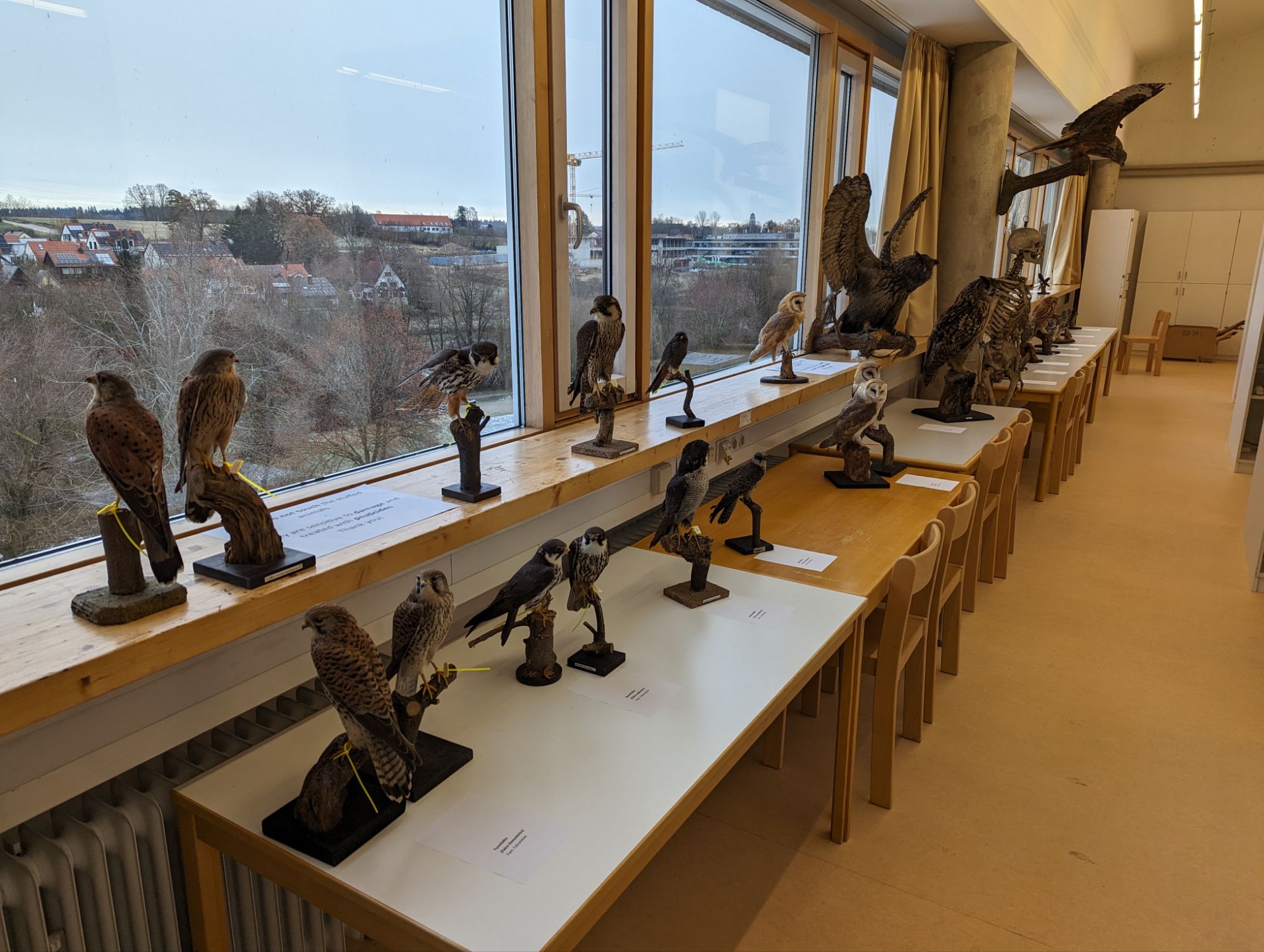 Madness week, and holiday time – Robin Heinen