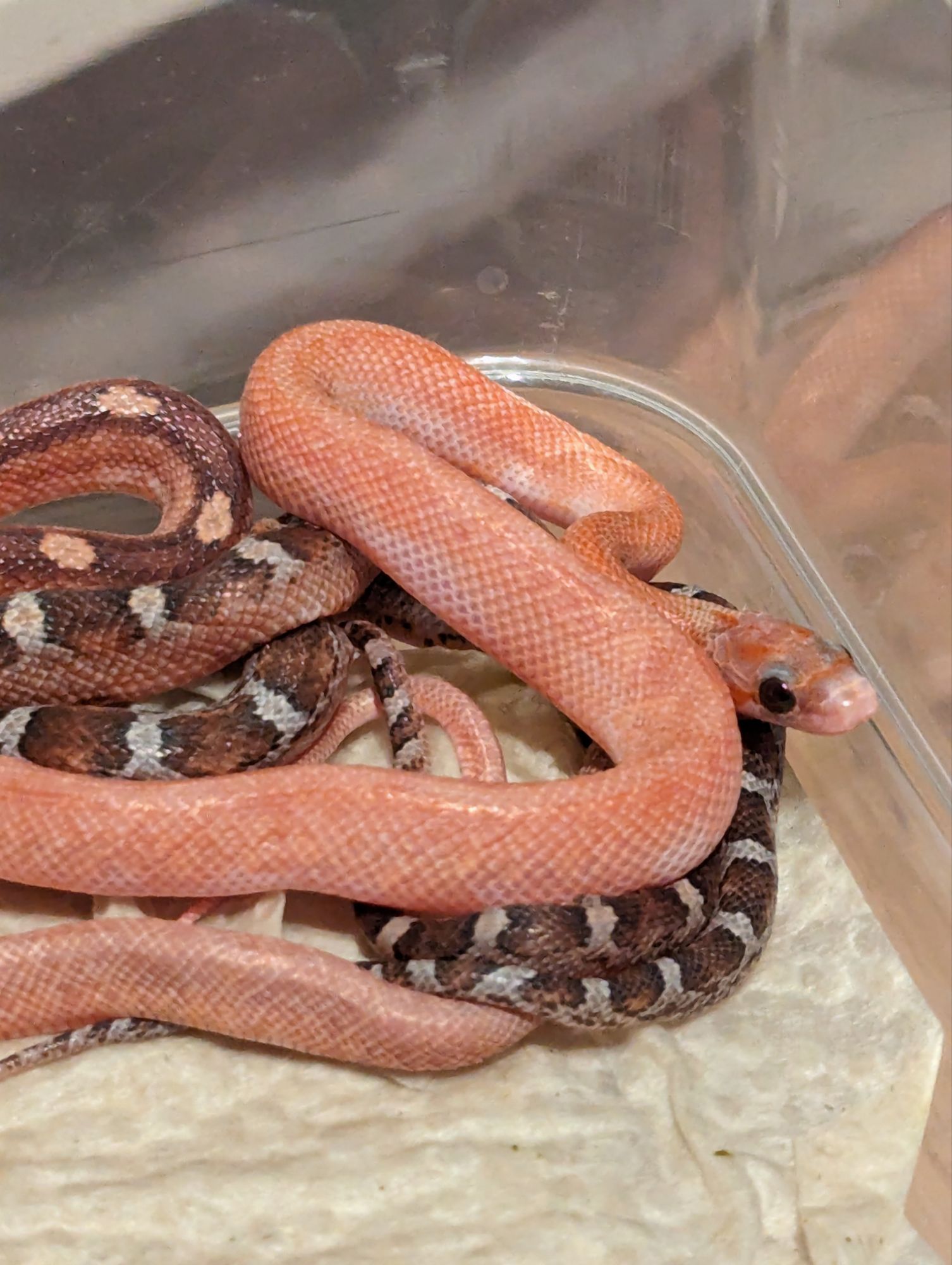 Small but great – Robin Heinen