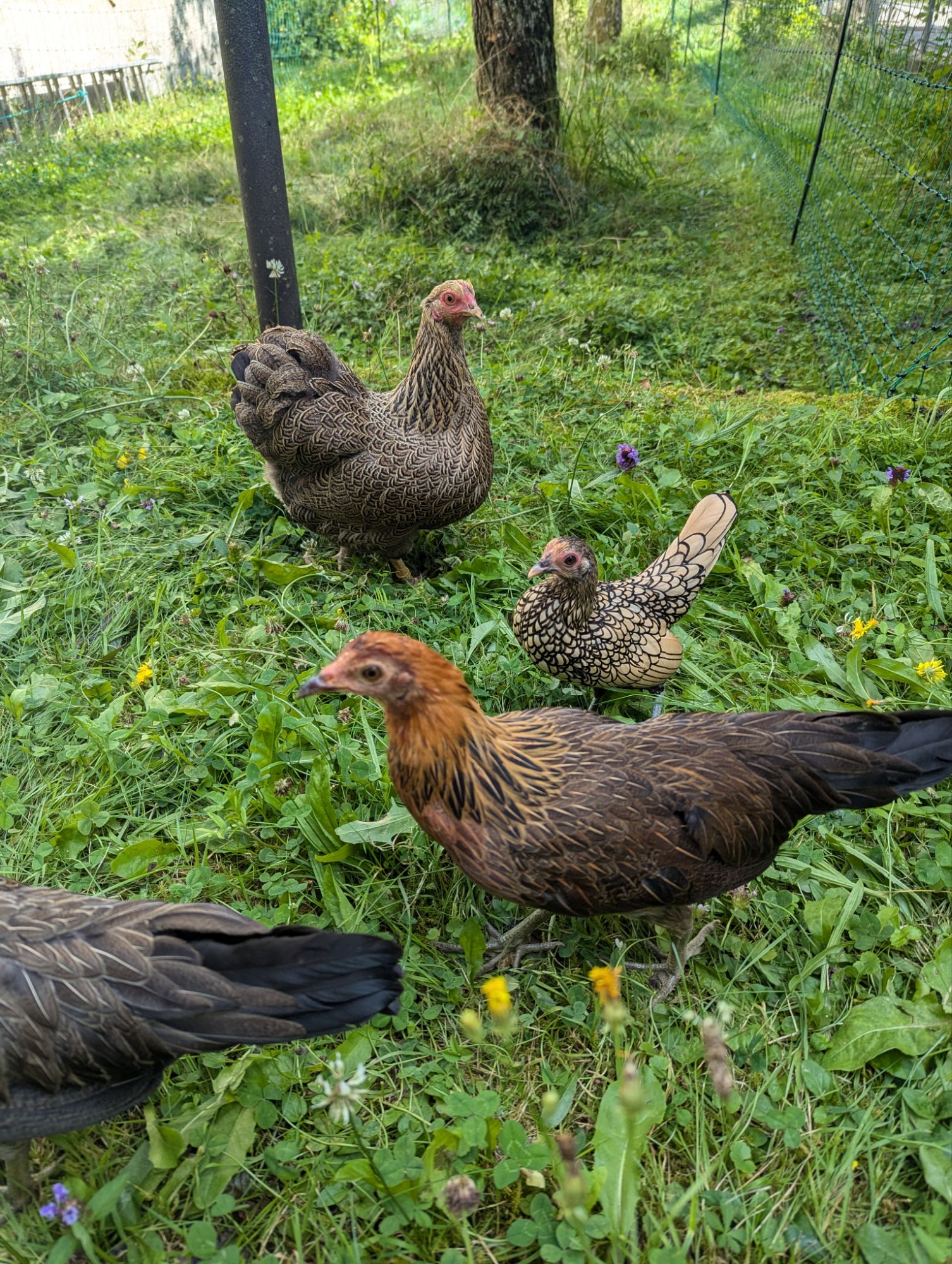 They’re taking over! – Robin Heinen