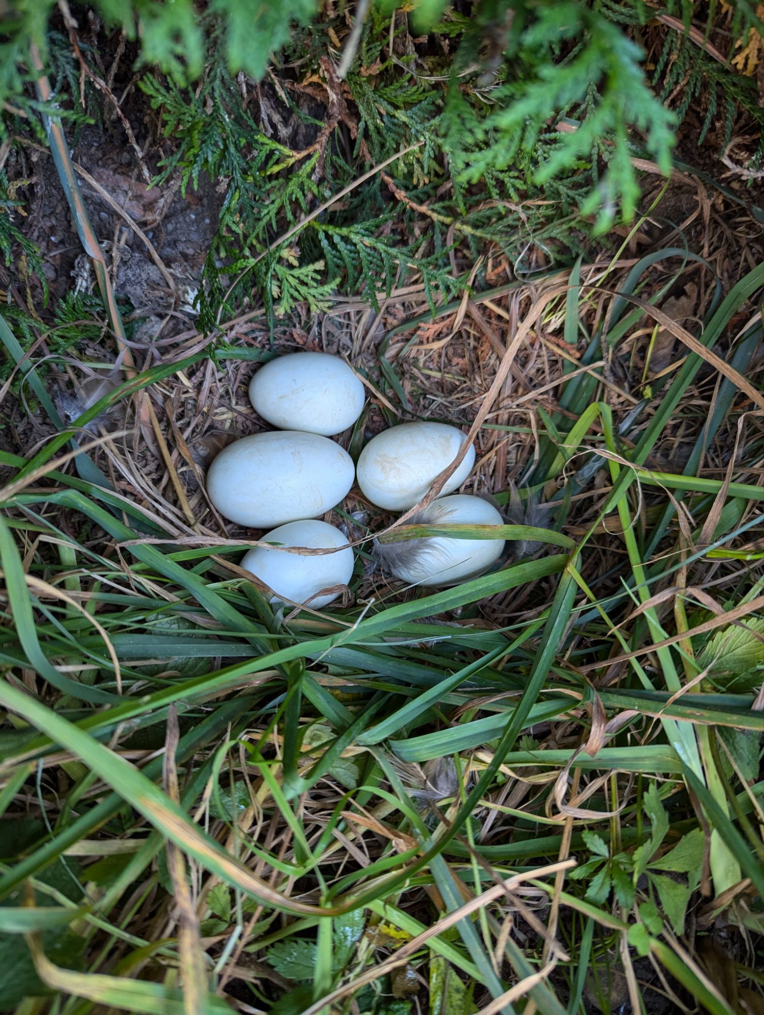 The mystery of the lost bird – Robin Heinen